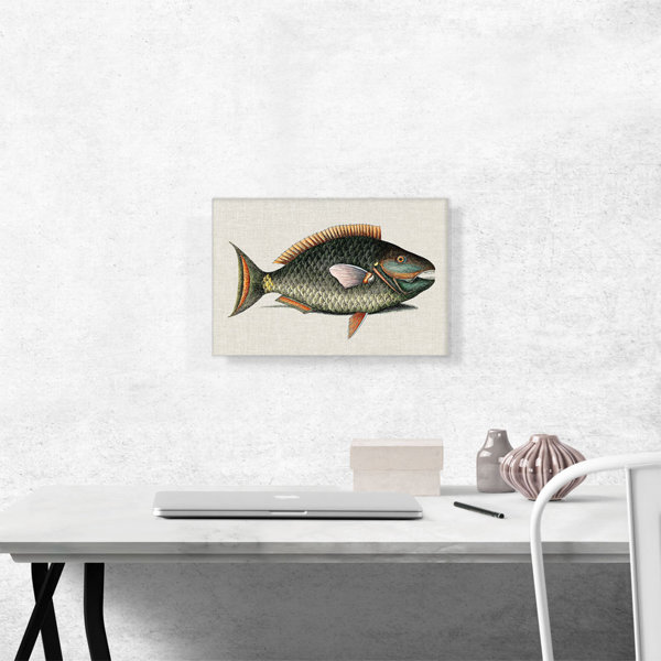 ARTCANVAS " Vintage Illustration Of Parrot Fish " by Mark Catesby on ...