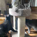 Archie & Oscar™ 21" Hamil Cradle Cat Condo & Reviews | Wayfair