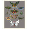 Grand Image Home Entomology Moths Chart by Thicket Design - Single ...