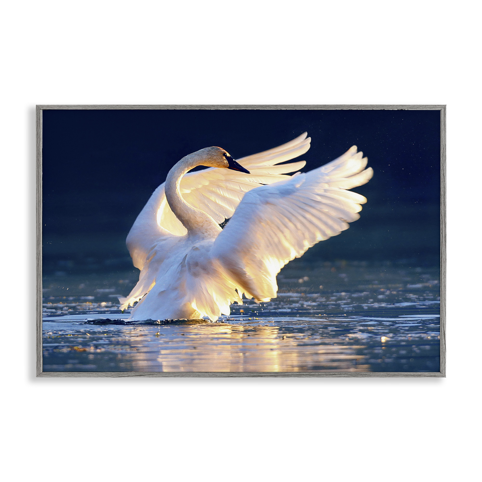 House of Hampton® Sunset Symphony Swan Giclee Art by Shane Lamb | Wayfair
