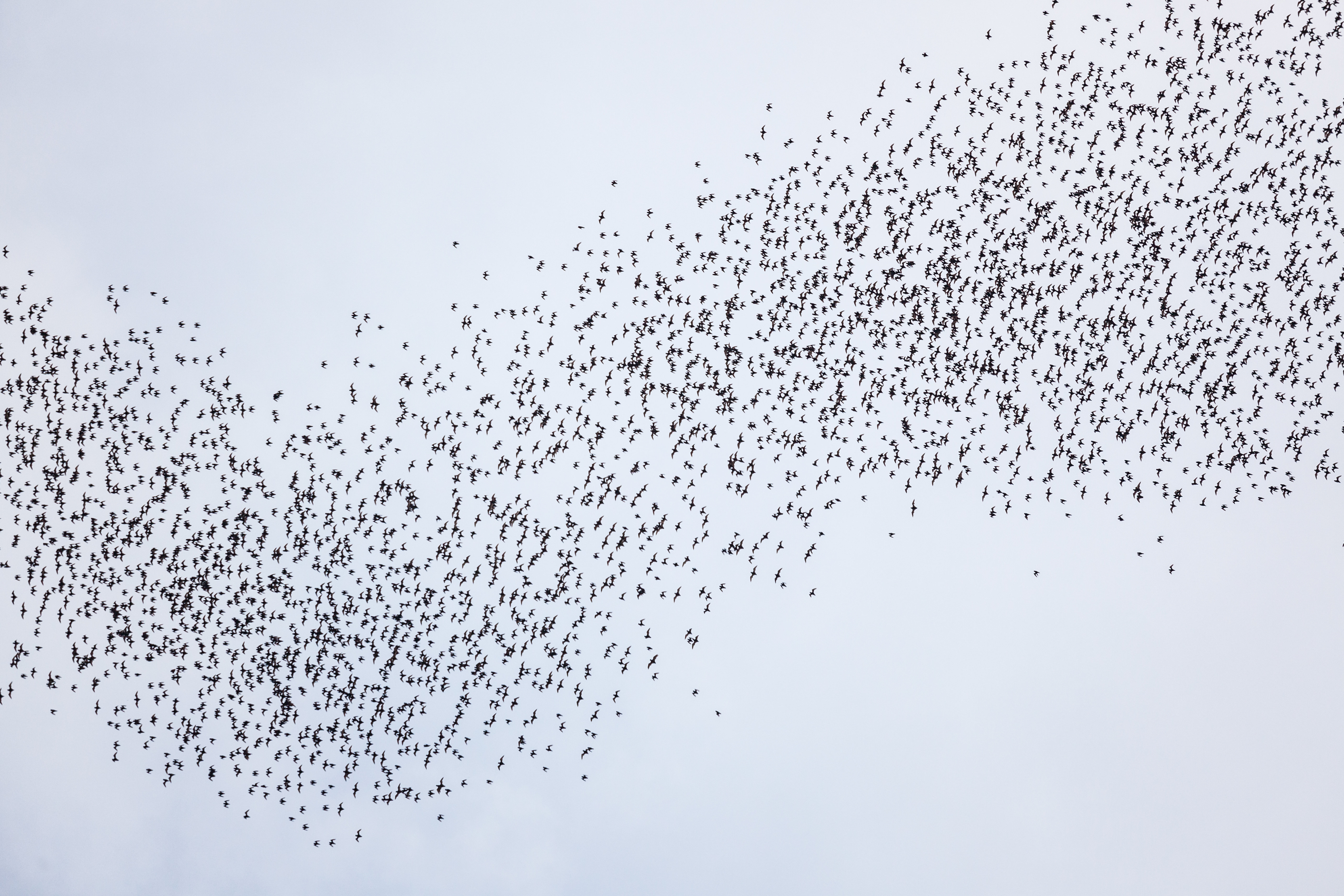 Ebern Designs Bats Flying - Wayfair Canada