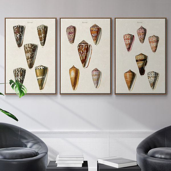 WexfordHome " Cone Shell Collection IV " 3 - Pieces - Wayfair Canada