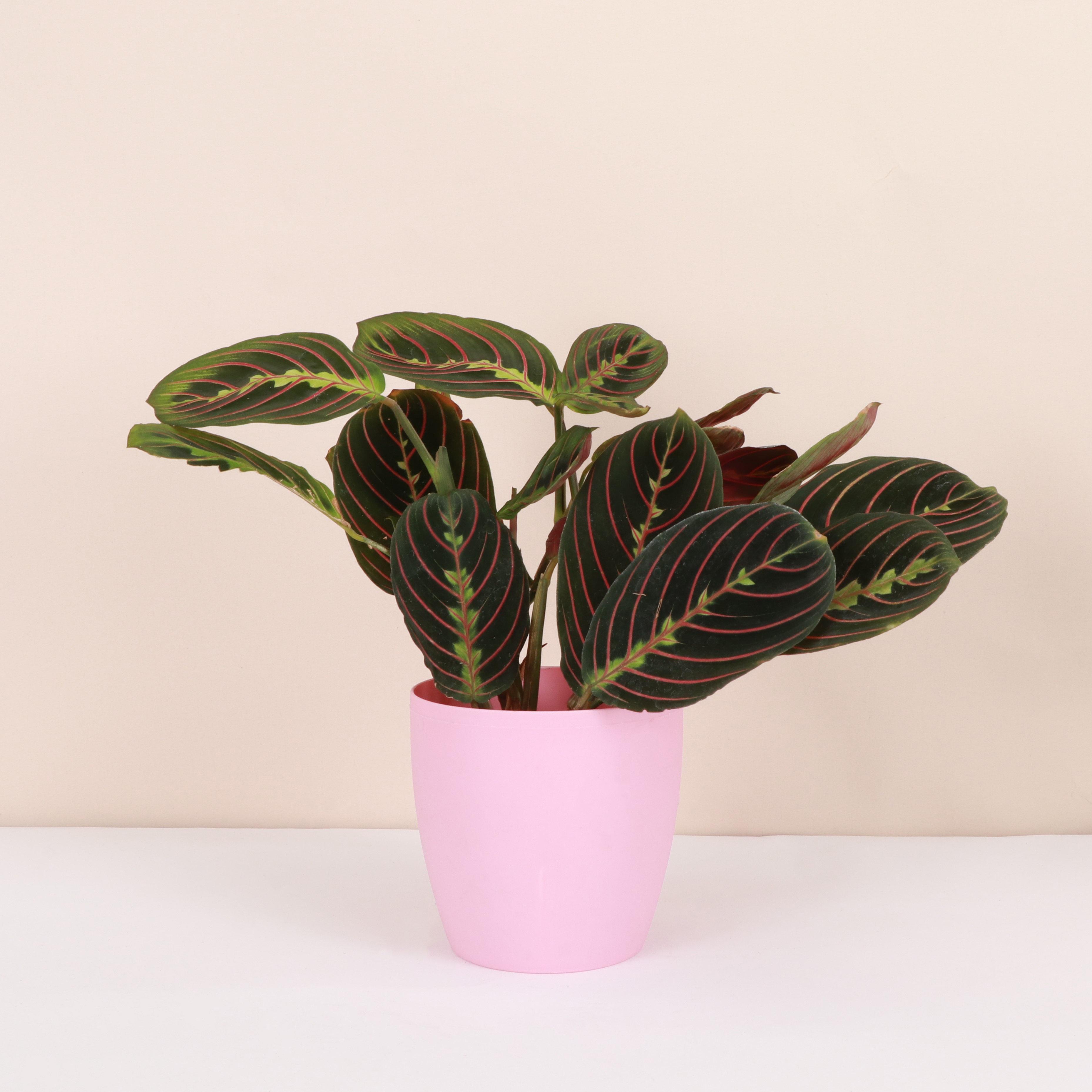 Thorsen's Greenhouse Live Red Prayer Plant in Classic Pot | Perigold
