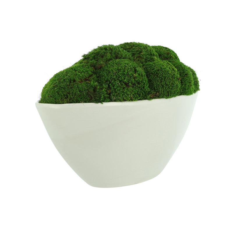 Primrue Mood Moss Arranged in Ceramic Pot | Wayfair