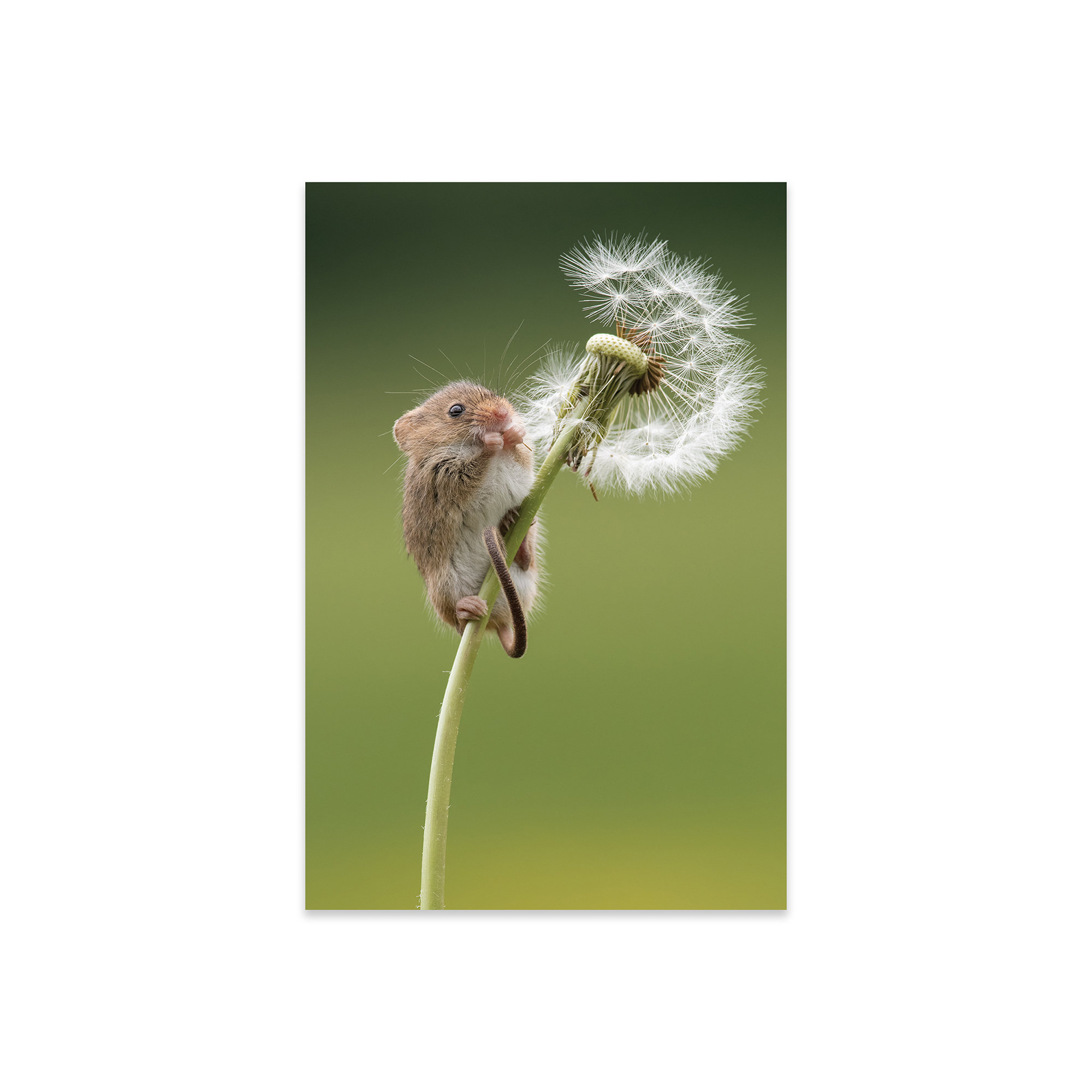 Latitude Run® Harvest Mouse on Dandelion Clock by Dean Mason - Unframed ...