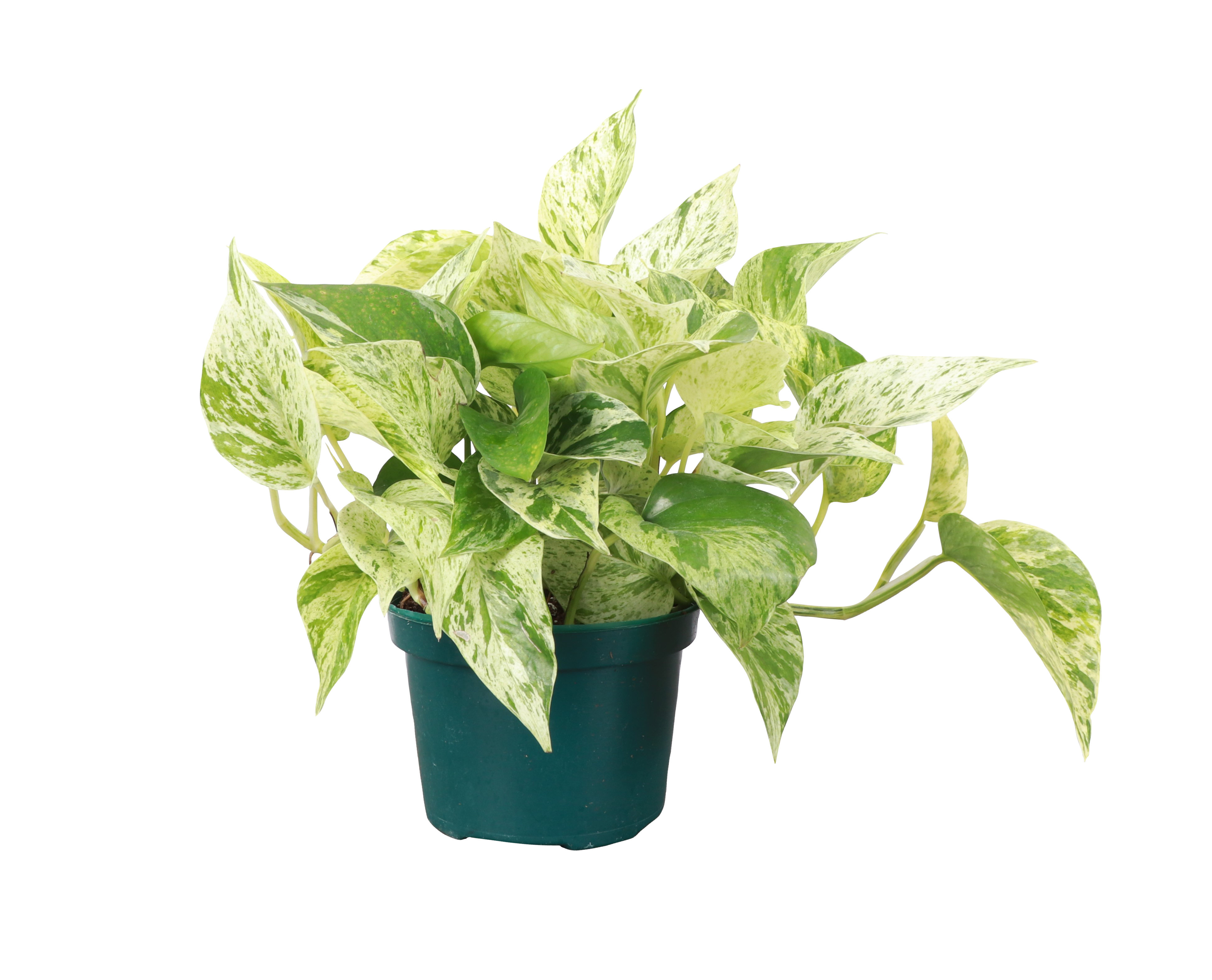 Thorsen's Greenhouse Live Marble Queen Pothos Plant & Reviews | Perigold
