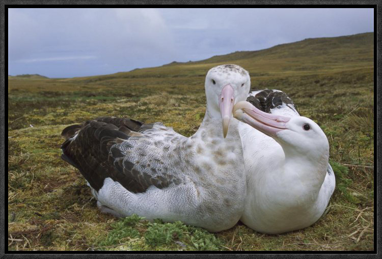 East Urban Home 'Tristan Wandering Albatross Male Nibbling Females Bill ...