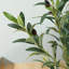 AllModern Altman Faux Olive Tree in White Planter, Lifelike Fake Olive ...