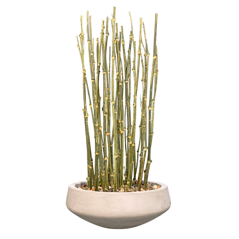 Primrue 26" Preserved Bamboo in Pot | Wayfair
