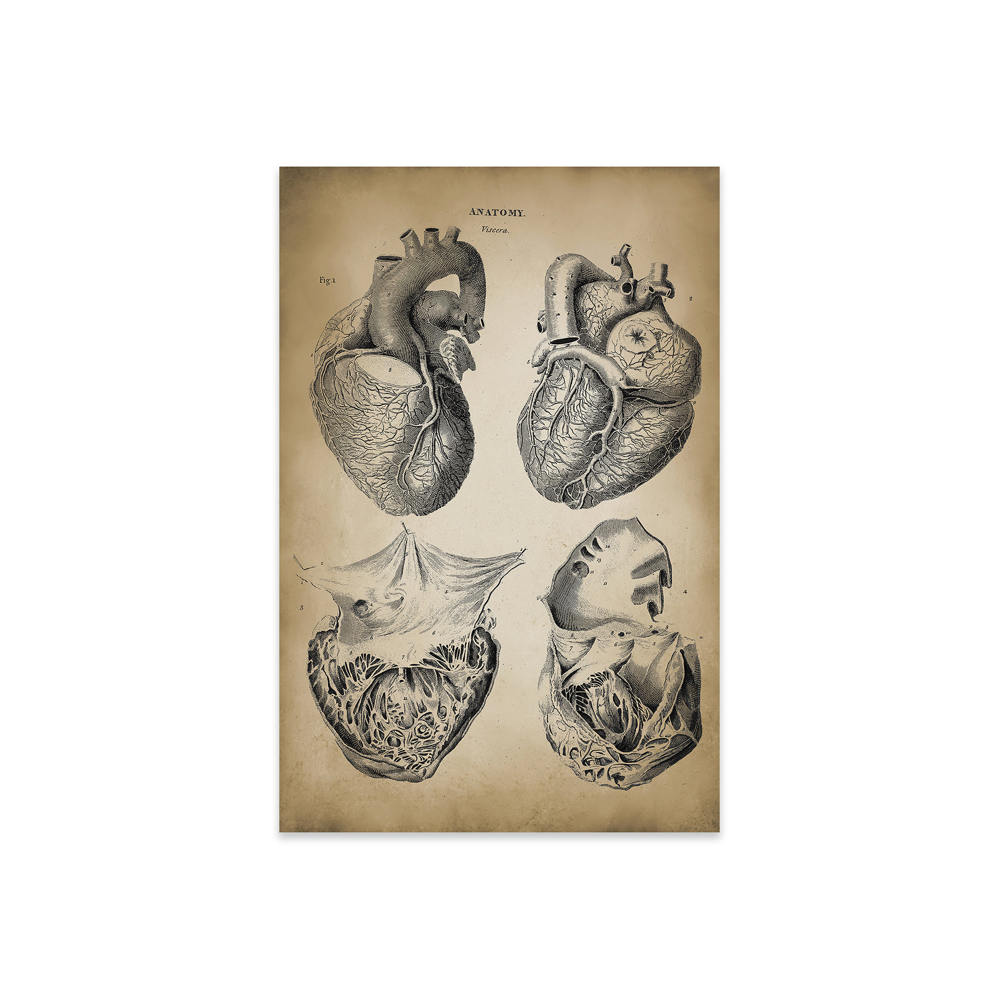 August Grove® Heart Anatomy On Plastic / Acrylic by PatentPrintStore ...