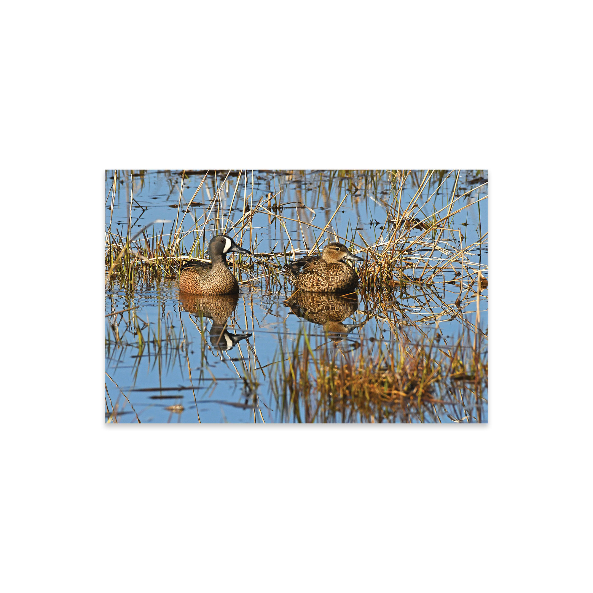 Gracie Oaks Blue Wing Teal Pair On Plastic/Acrylic by Brian Wolf ...