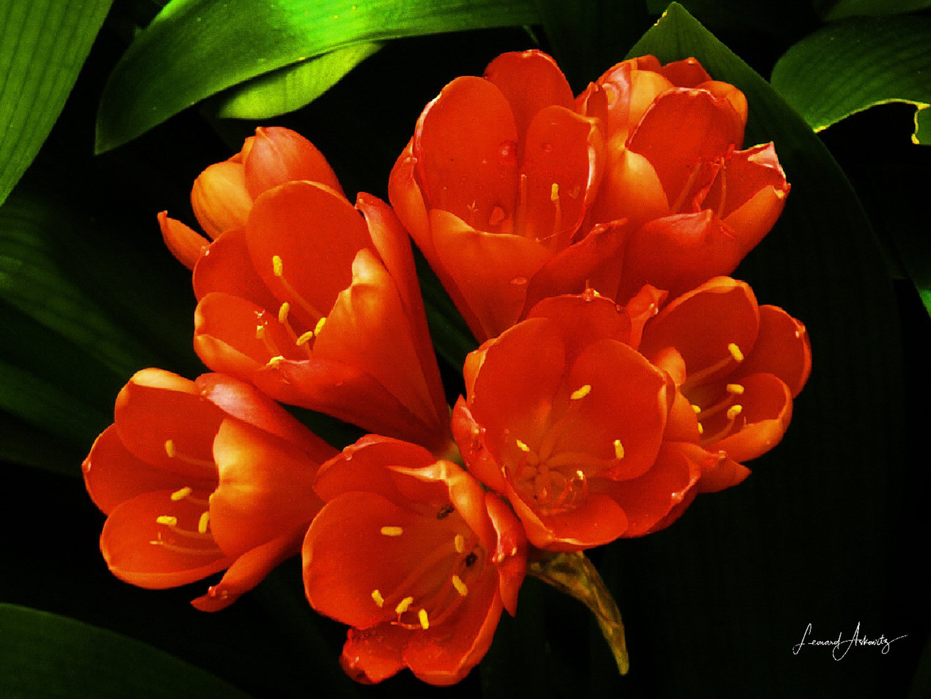 Made & Curated Lianne's Flowers by Leonard Askowitz - Photograph | Wayfair