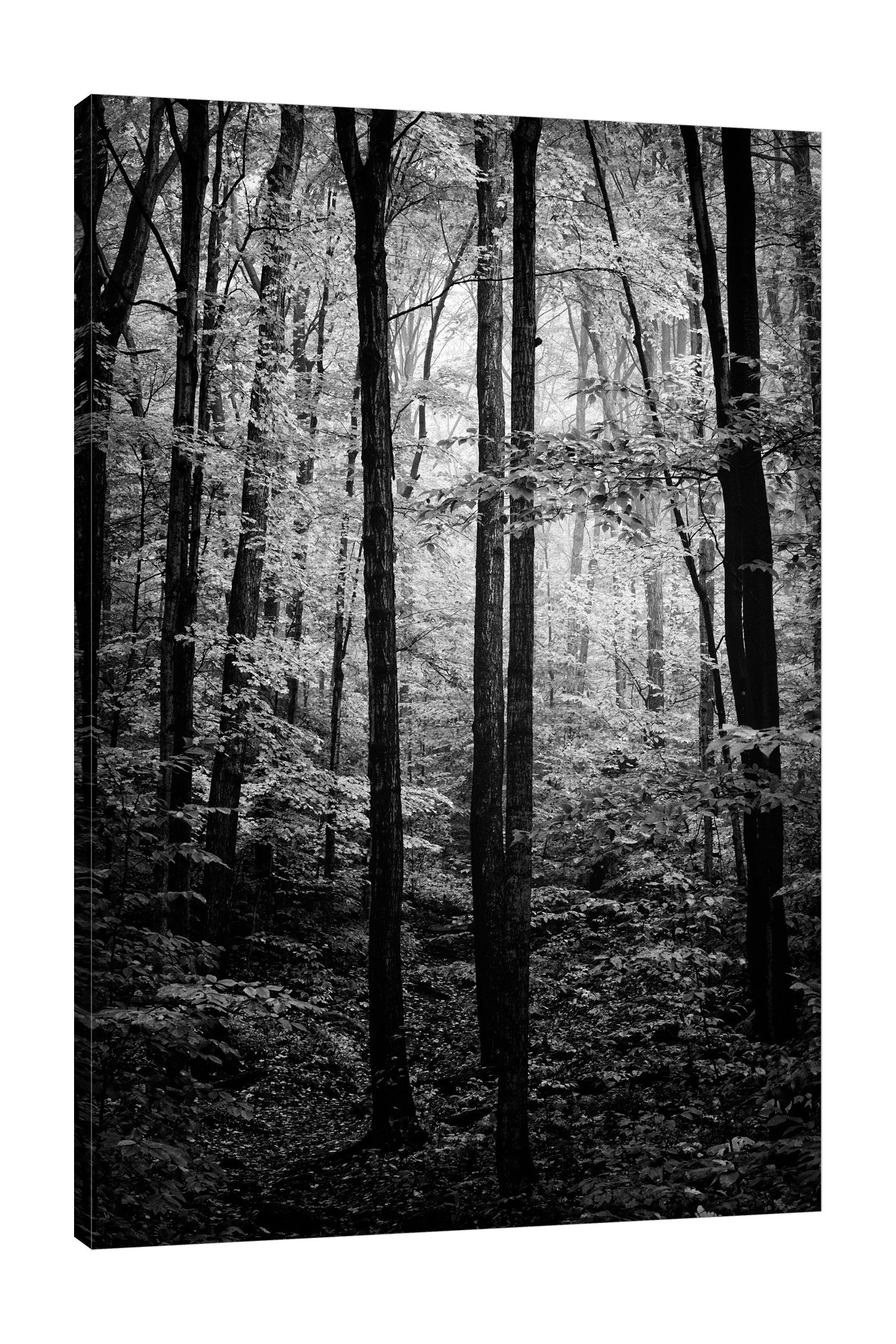Jaxson Rea Grove by Joseph Rowland - Wrapped Canvas Photograph | Wayfair