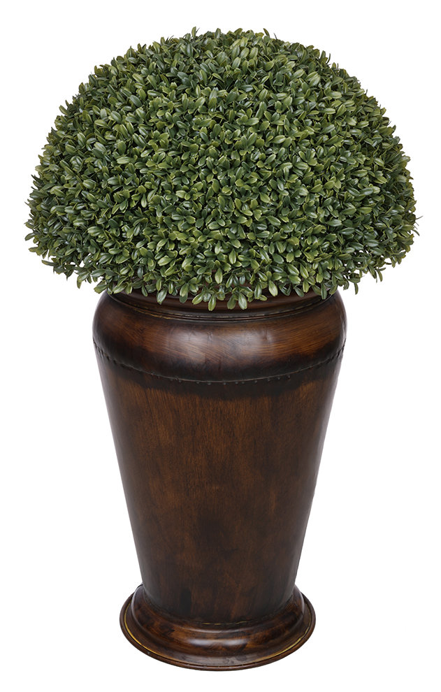 Winston Porter Boxwood Topiary in Decorative Vase & Reviews | Wayfair