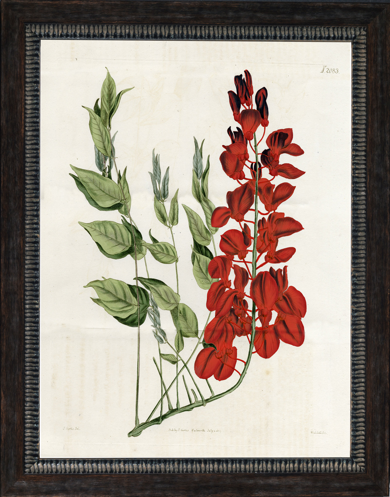 Wendover Art Group Large Red Botanical III - Picture Frame Painting on ...