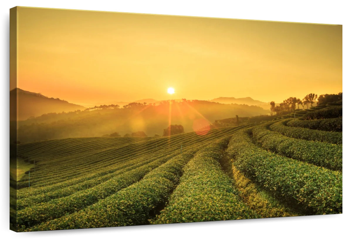 Millwood Pines Alvord Chiang Rai Tea Plantation | Wayfair