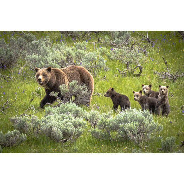 Union Rustic Grizzly Cubs by Dennis Stogsdill - Wrapped Canvas Print ...