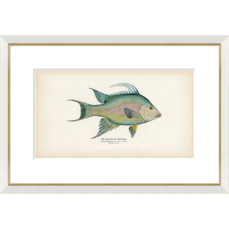 Soicher Marin Tropical Fish - Framed Print | Wayfair