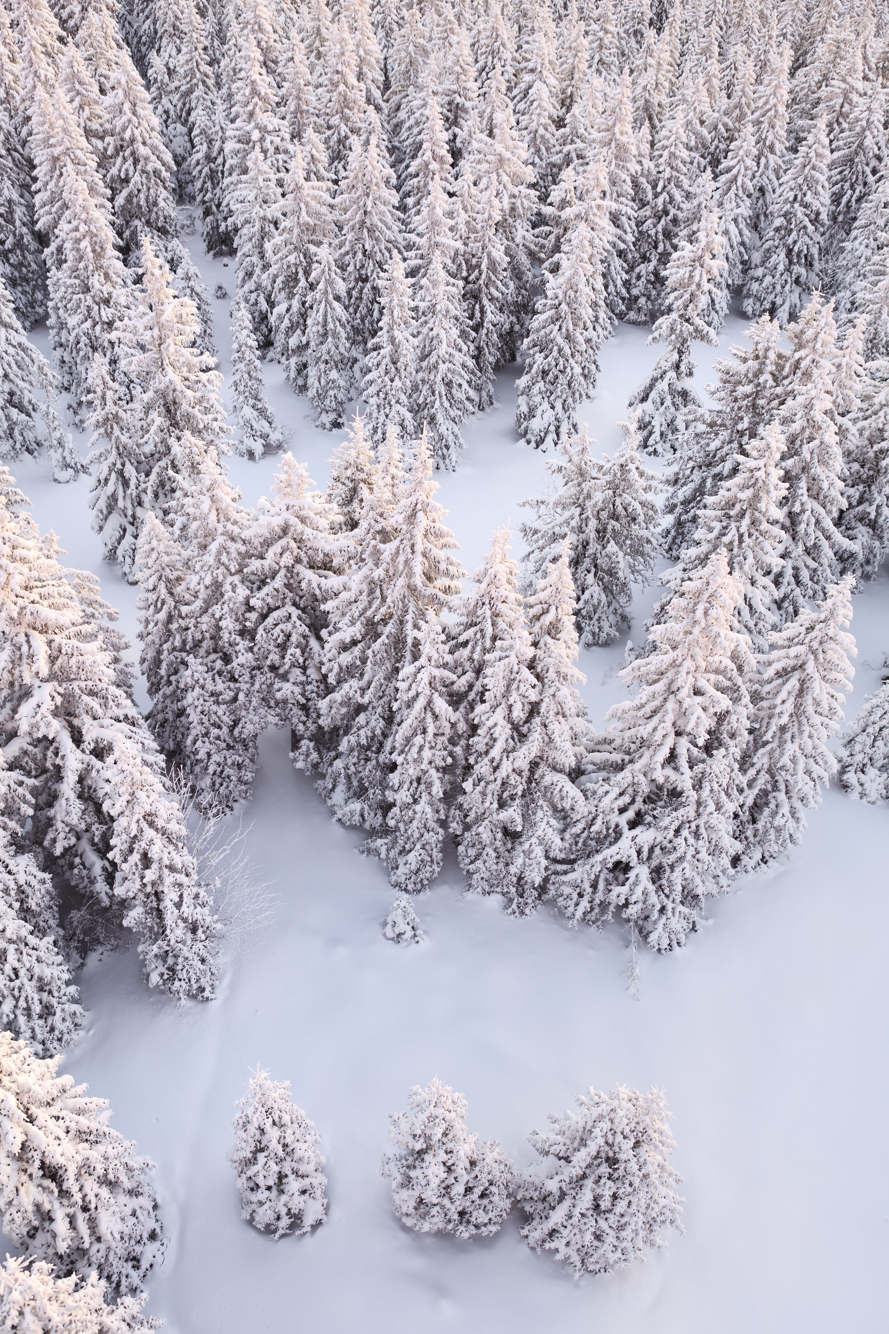 Alpen Home Winter Forest by Borchee - Print | Wayfair.co.uk