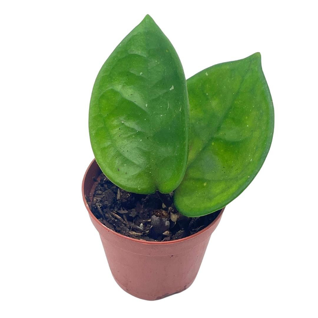 Florida House Plants Hoya Chelsea In A 2 Inch Pot | Wayfair
