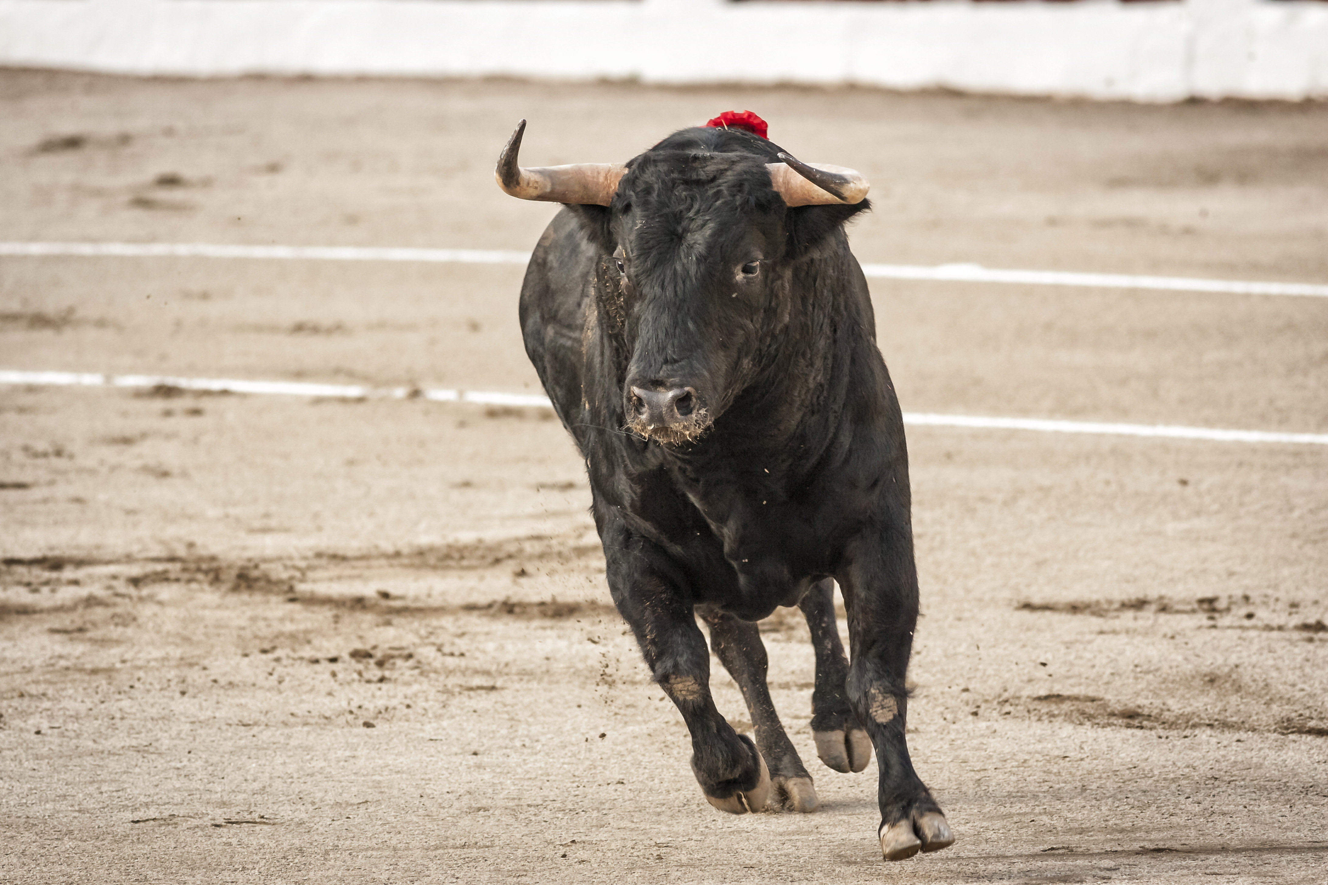 Gracie Oaks Bull About 650 Kg Galloping in the Sand by Digicomphoto ...