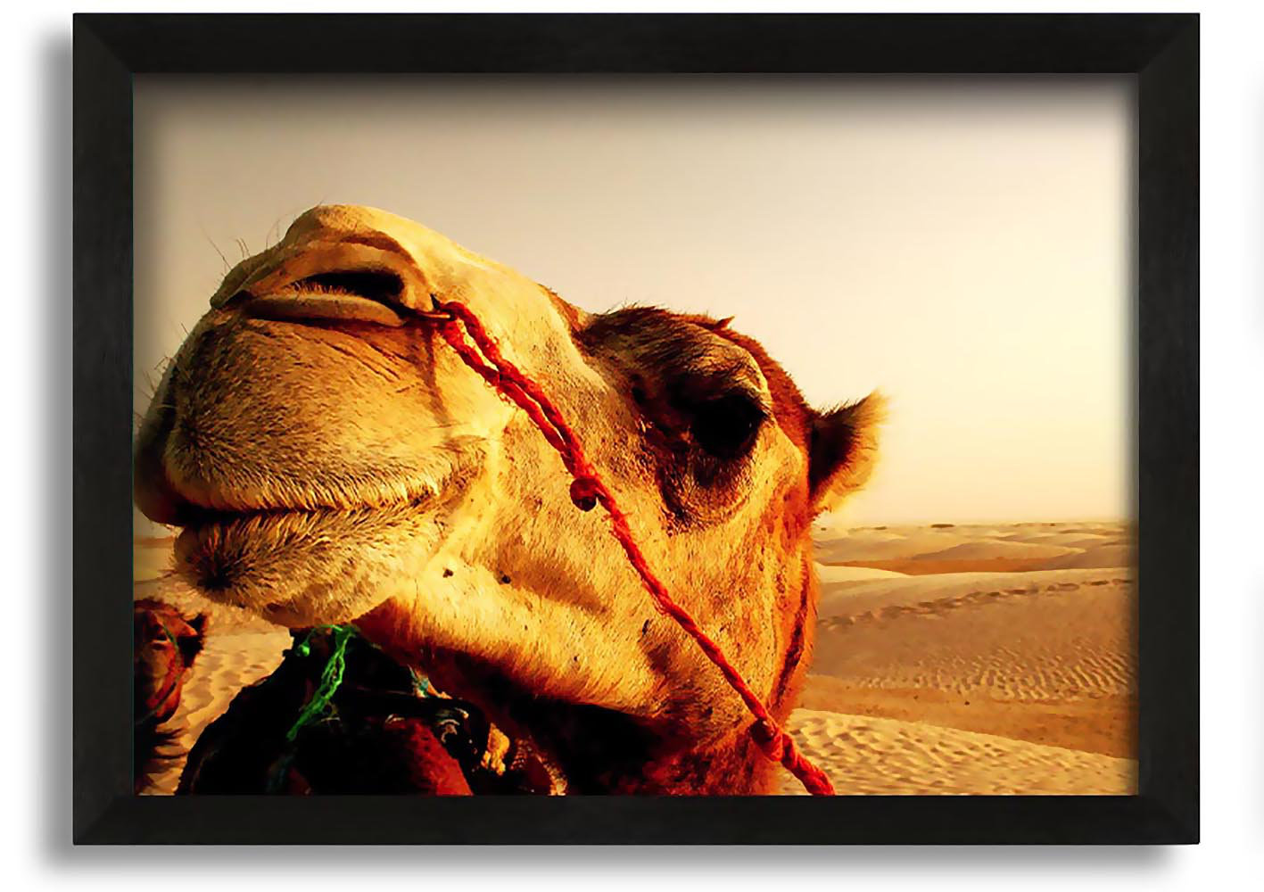 Natur Pur Camel Smile - Picture Frame Photograph on Canvas | Wayfair.co.uk