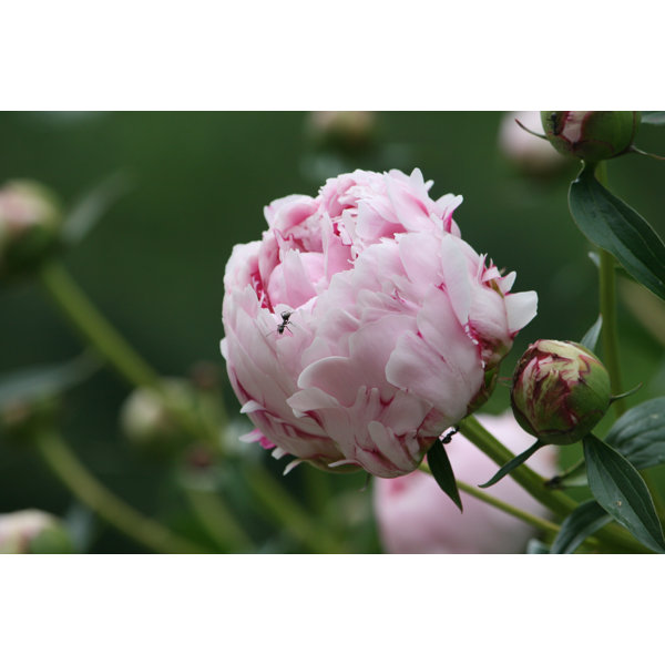 Ebern Designs Ant On Pink On Canvas by Camerongallant Print - Wayfair ...