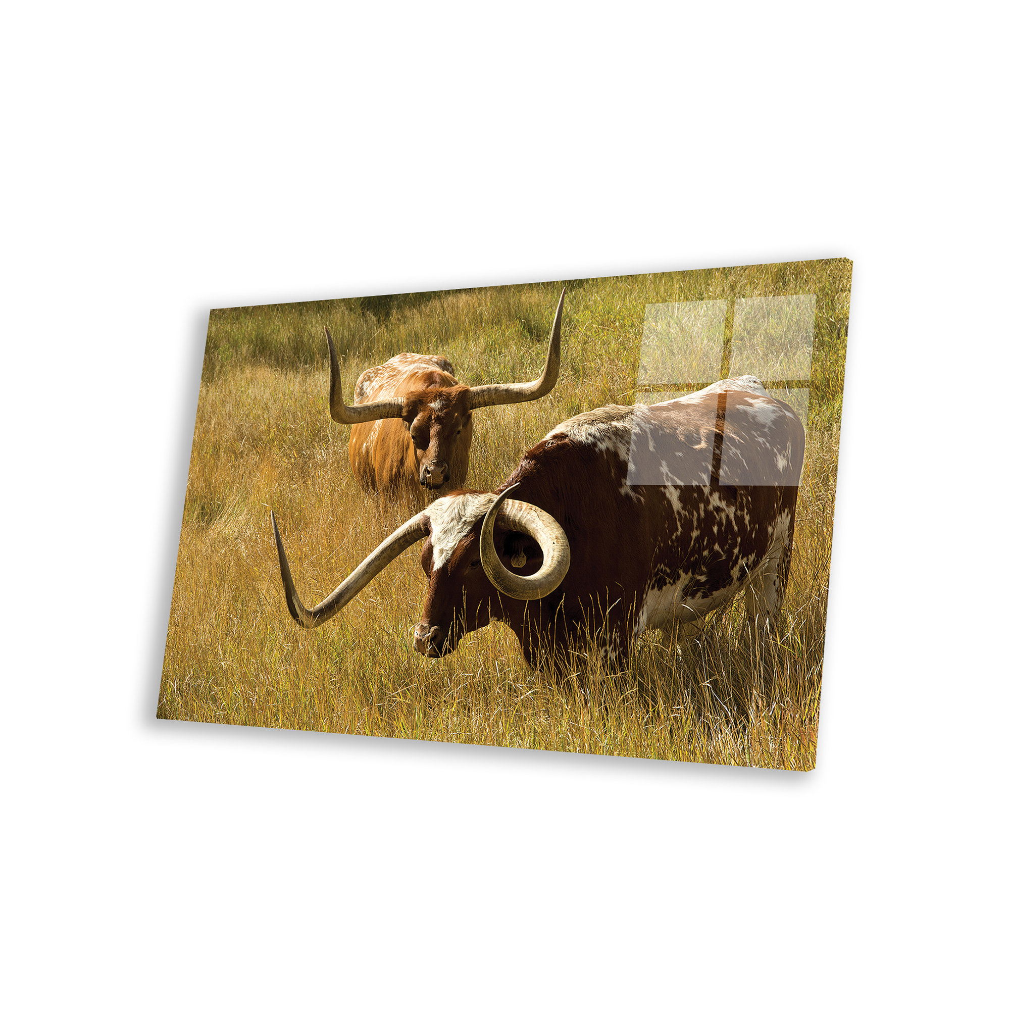 Union Rustic Juska Texas Longhorn, Custer, South Dakota, USA - Unframed ...
