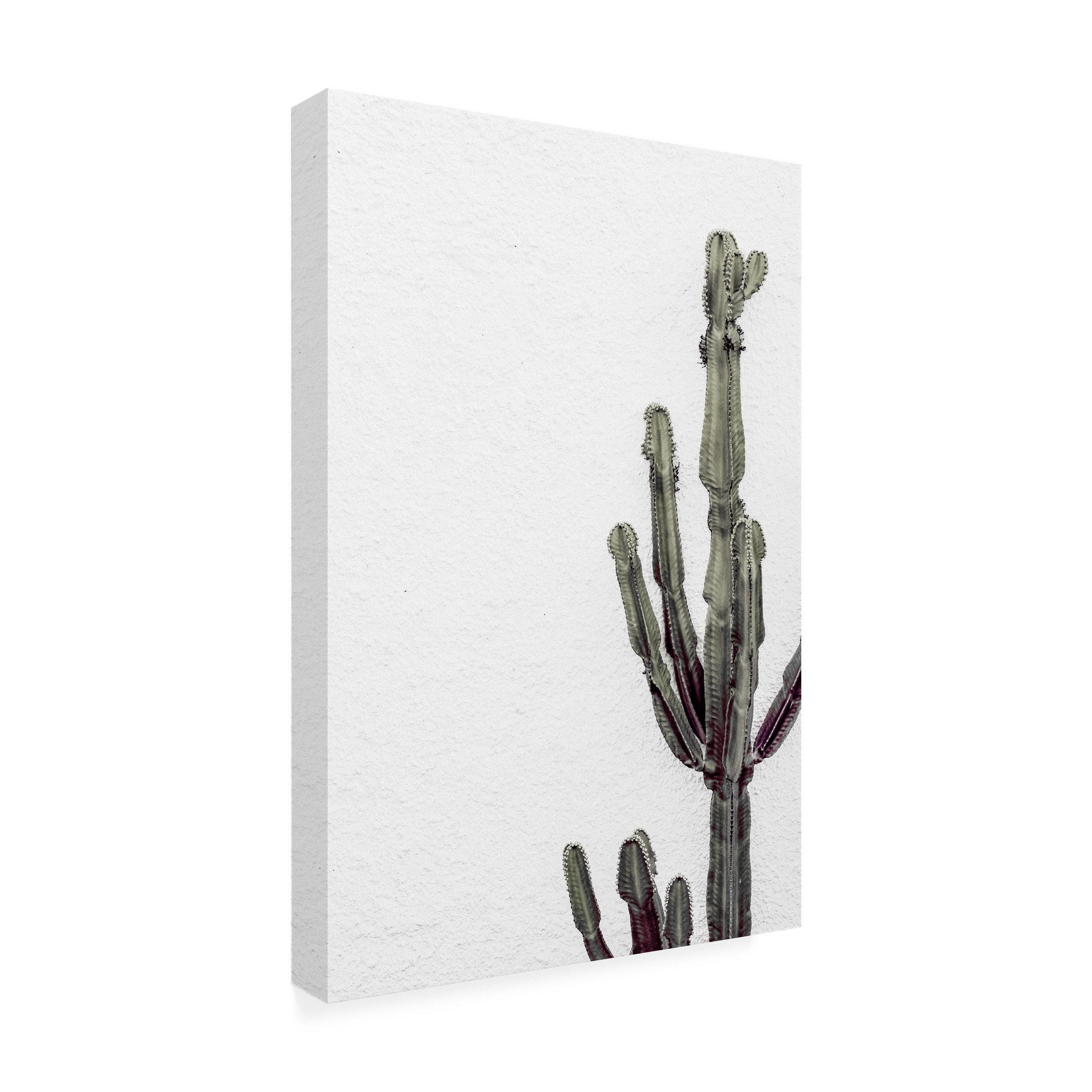 Trademark Fine Art Modern & Contemporary Cactus 3 On Canvas Print | Wayfair