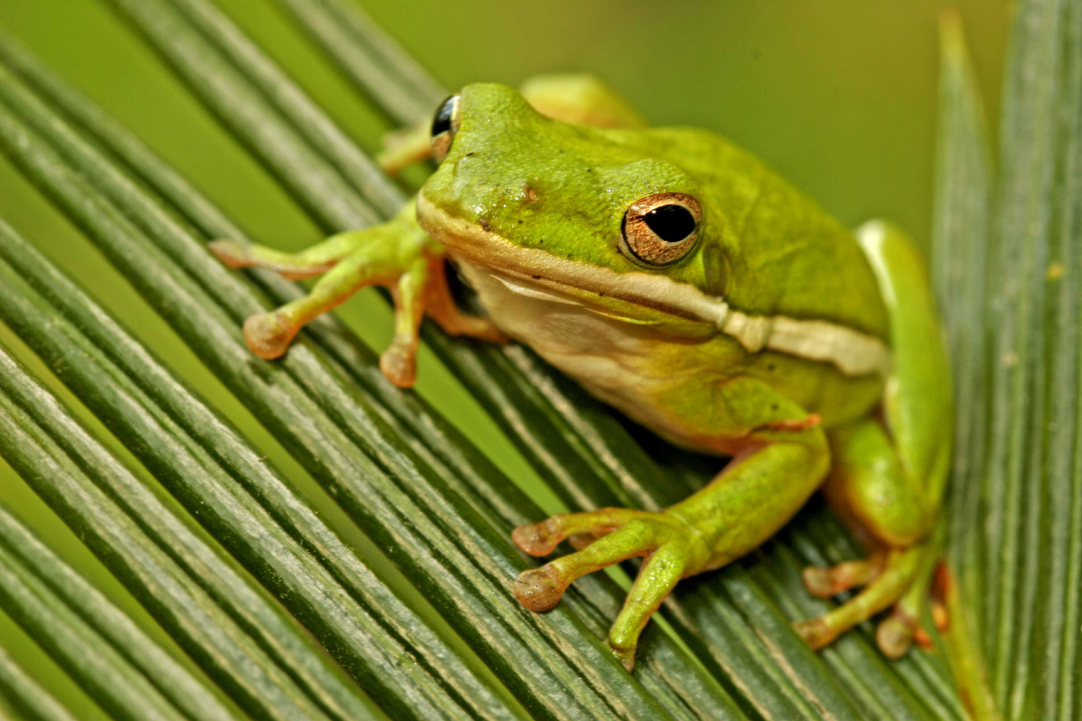 Bay Isle Home™ Green Tree Frog by Donyanedomam - Wrapped Canvas ...