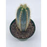 Florida House Plants Blue Columnar Cactus Pilosocereus Pachycladus ...