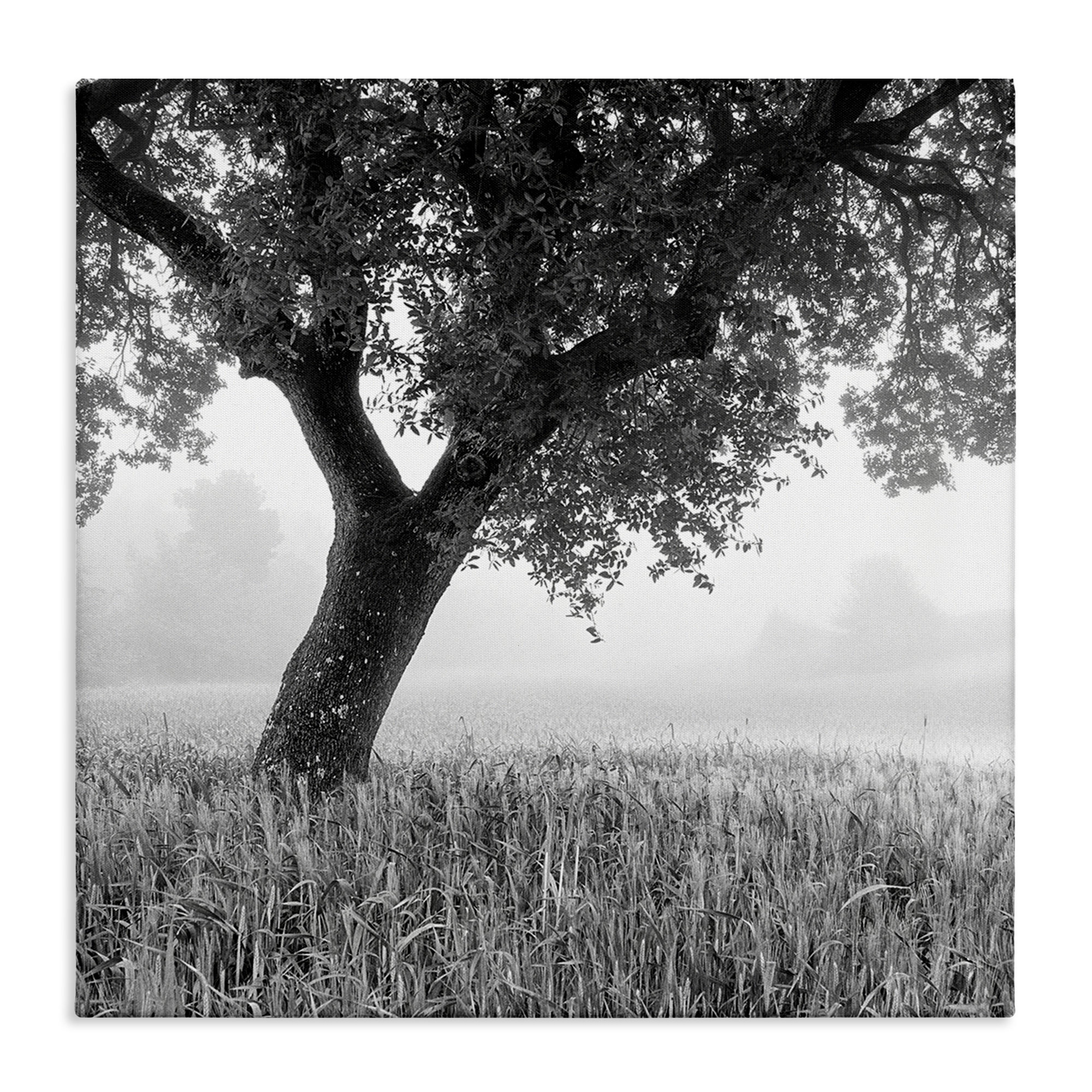 Red Barrel Studio® Tuscan Morning Scenery Canvas Wall Art by Chip ...
