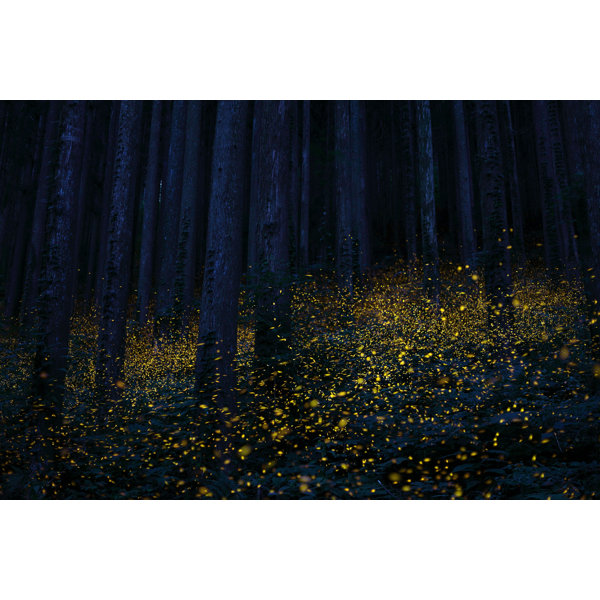 Millwood Pines Firefly On Canvas Print | Wayfair