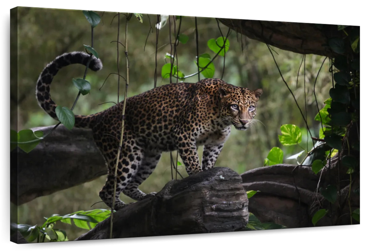 Ebern Designs Brampt Indonesian Leopard | Wayfair