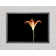 17 Stories X-Ray Orange - Single Picture Frame Print on Canvas ...