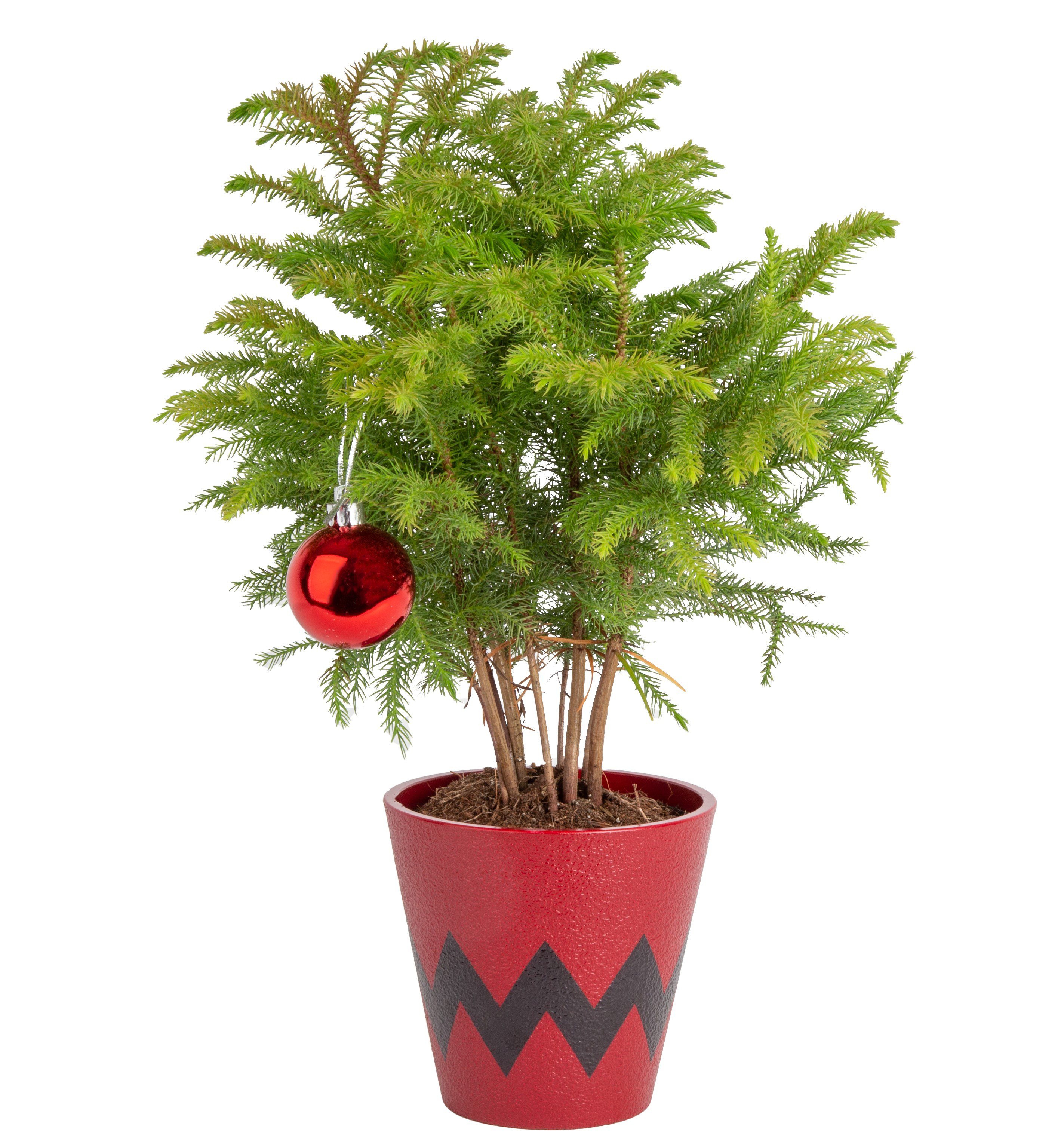 Costa Farms Indoor Norfolk Island Pine House Plant in 4-inch Holiday ...