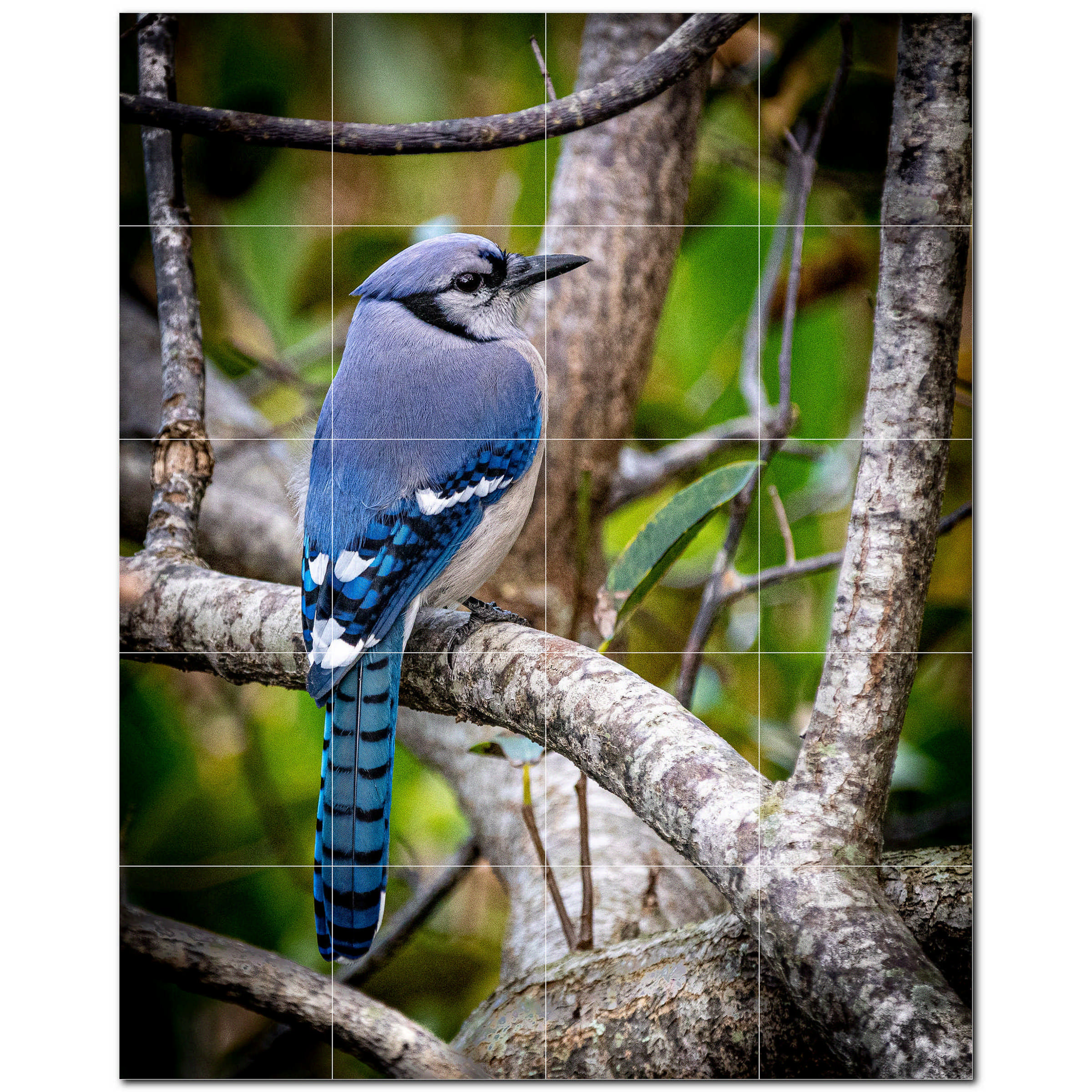Picture-Tiles.com Bird Photo 6'' x 6'' Satin Ceramic Decorative Mural ...