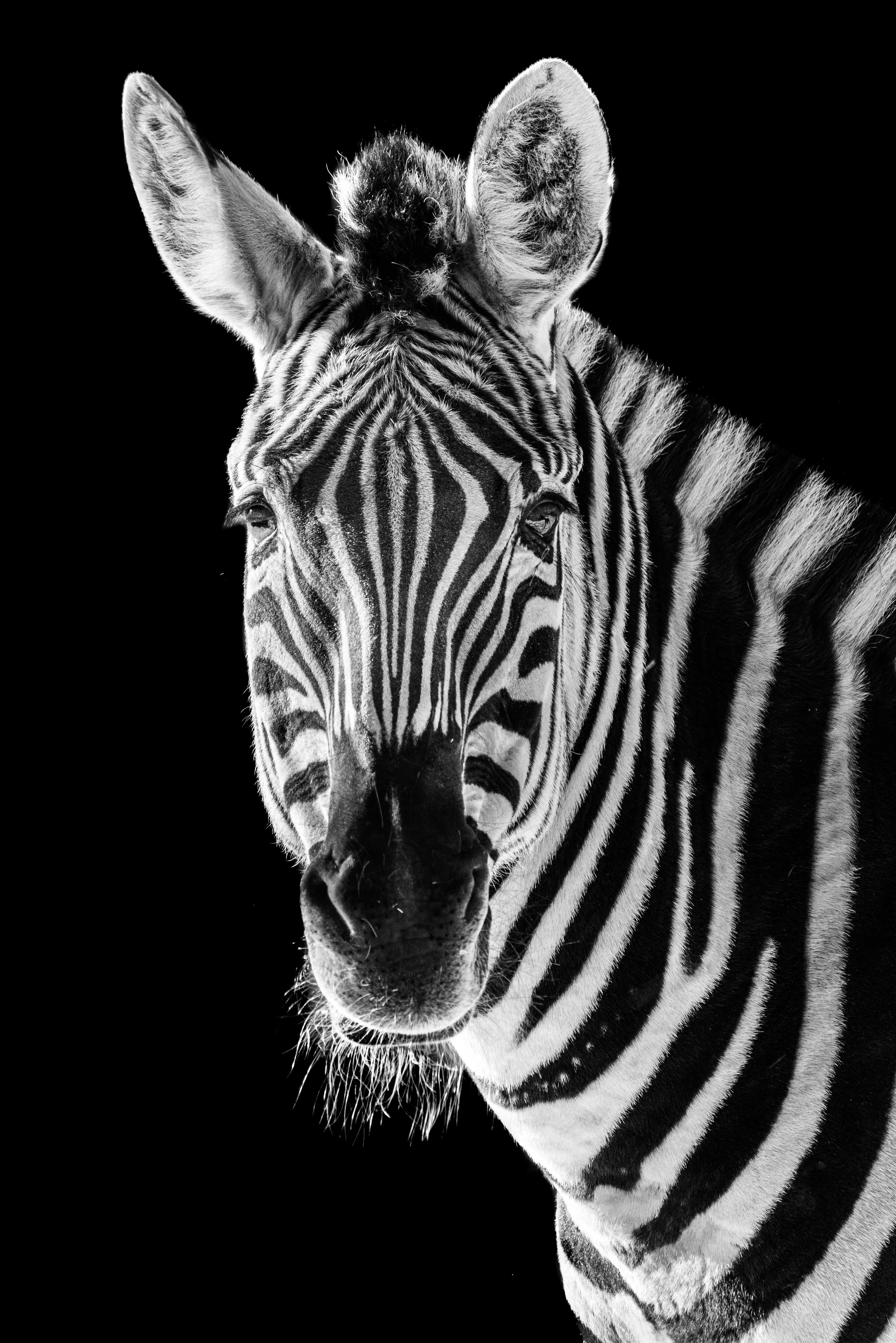 Artful Printers Zebra Front Portrait - Unframed Photograph - Wayfair Canada