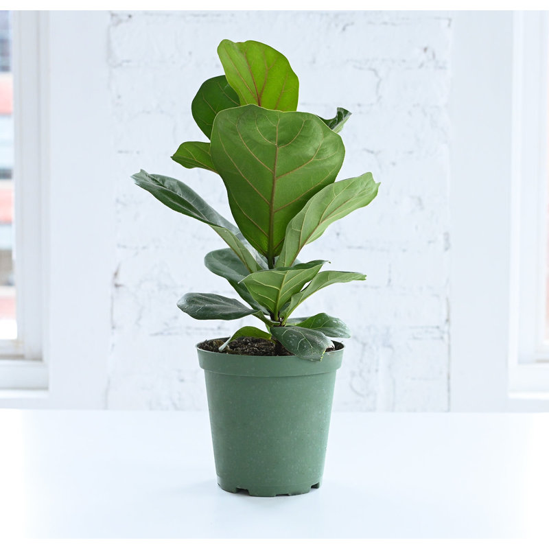 Thorsen's Greenhouse Live Fiddle Leaf Fig Plant, 6" Diameter & Reviews ...