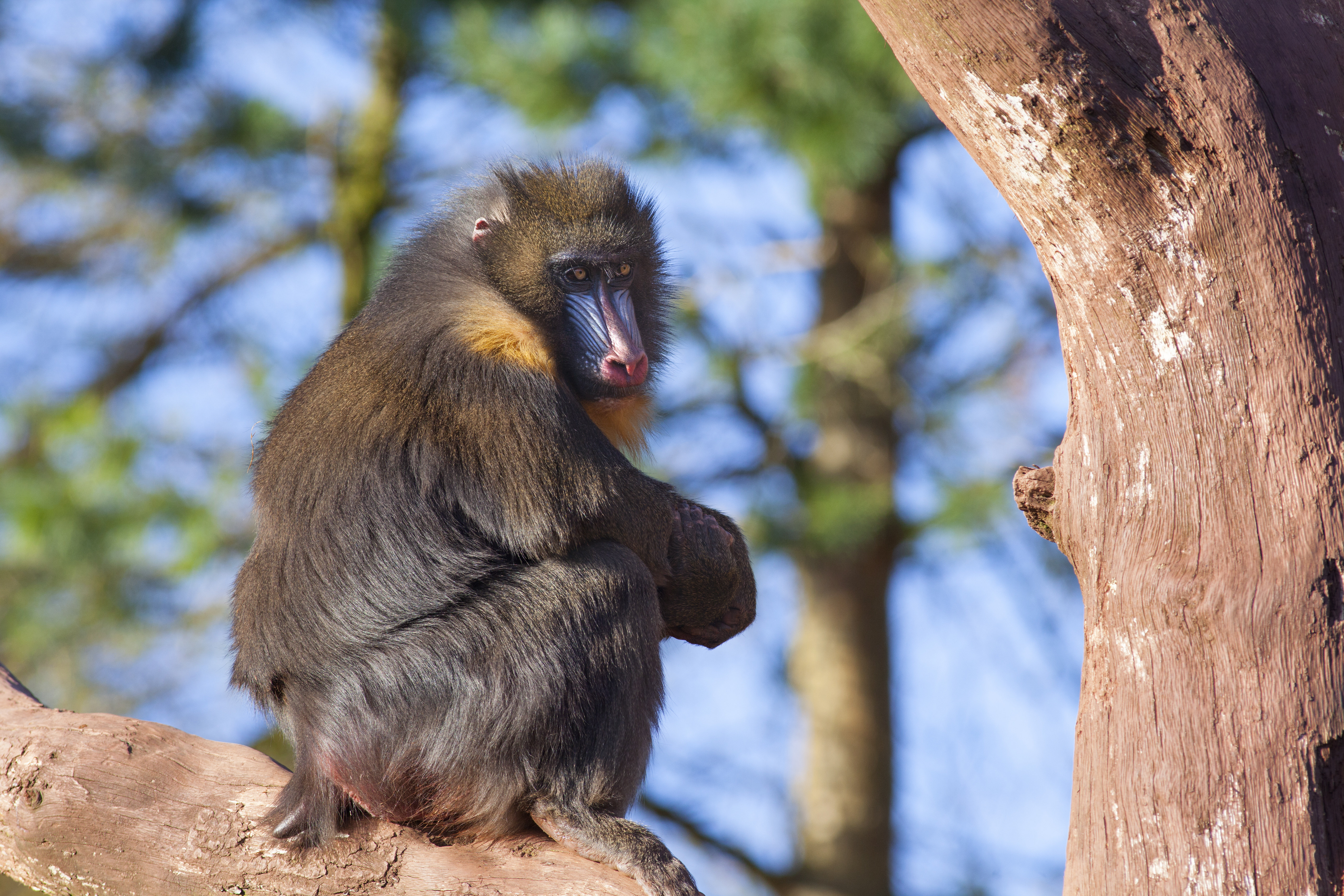 17 Stories Male Mandrill Monkey by Photoshopped - No Frame Print on ...