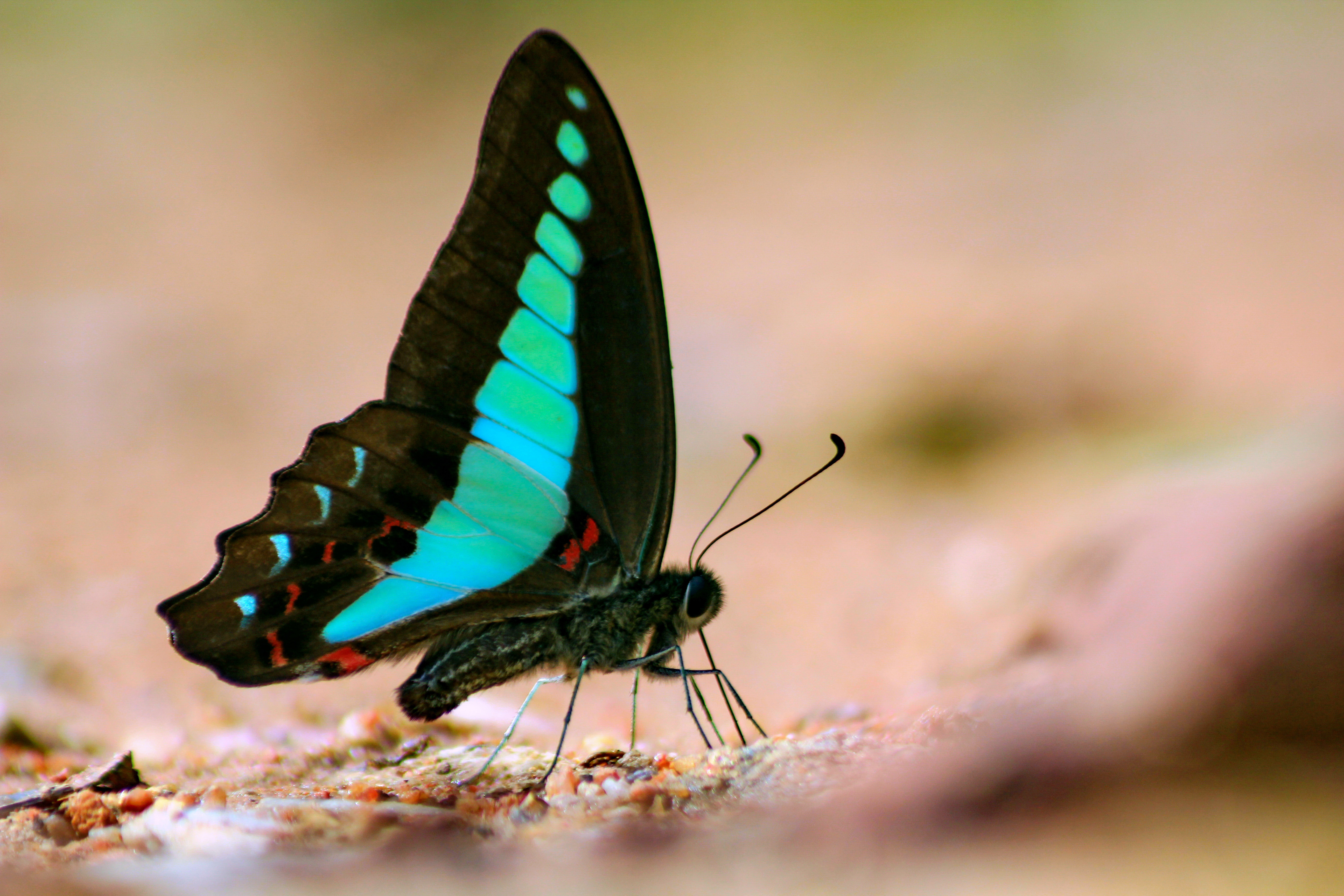Hokku Designs Embri Common Bluebottle On Canvas by Khlongwangchao ...