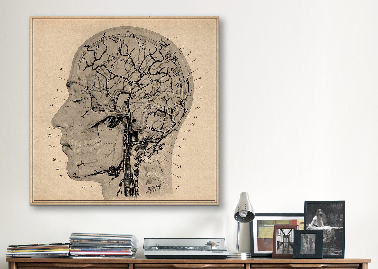 iCanvas Anatomy of Human Head Graphic Art on Canvas - Wayfair Canada