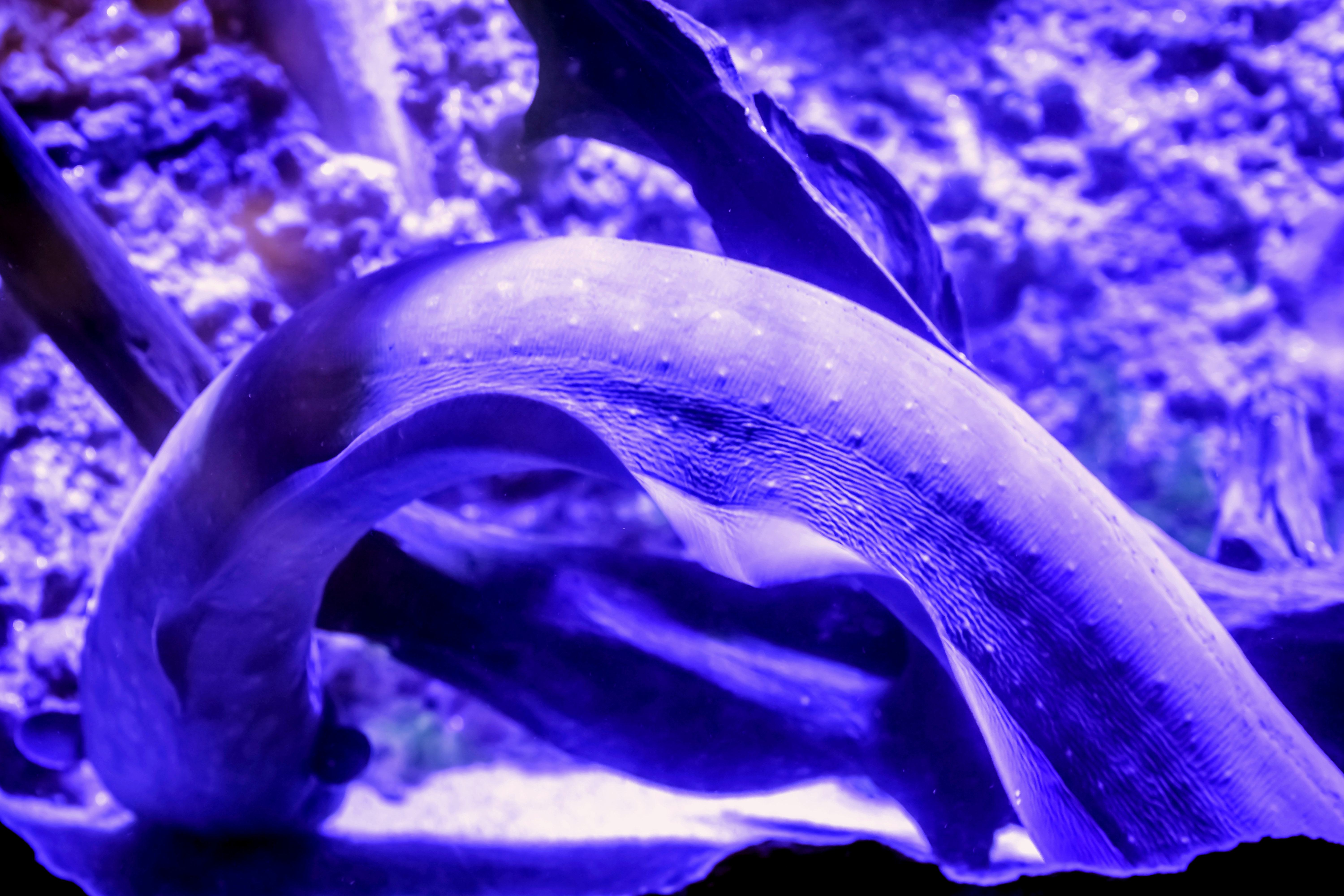 Ebern Designs Electric Eel by Magiccolors - Wrapped Canvas Photograph ...