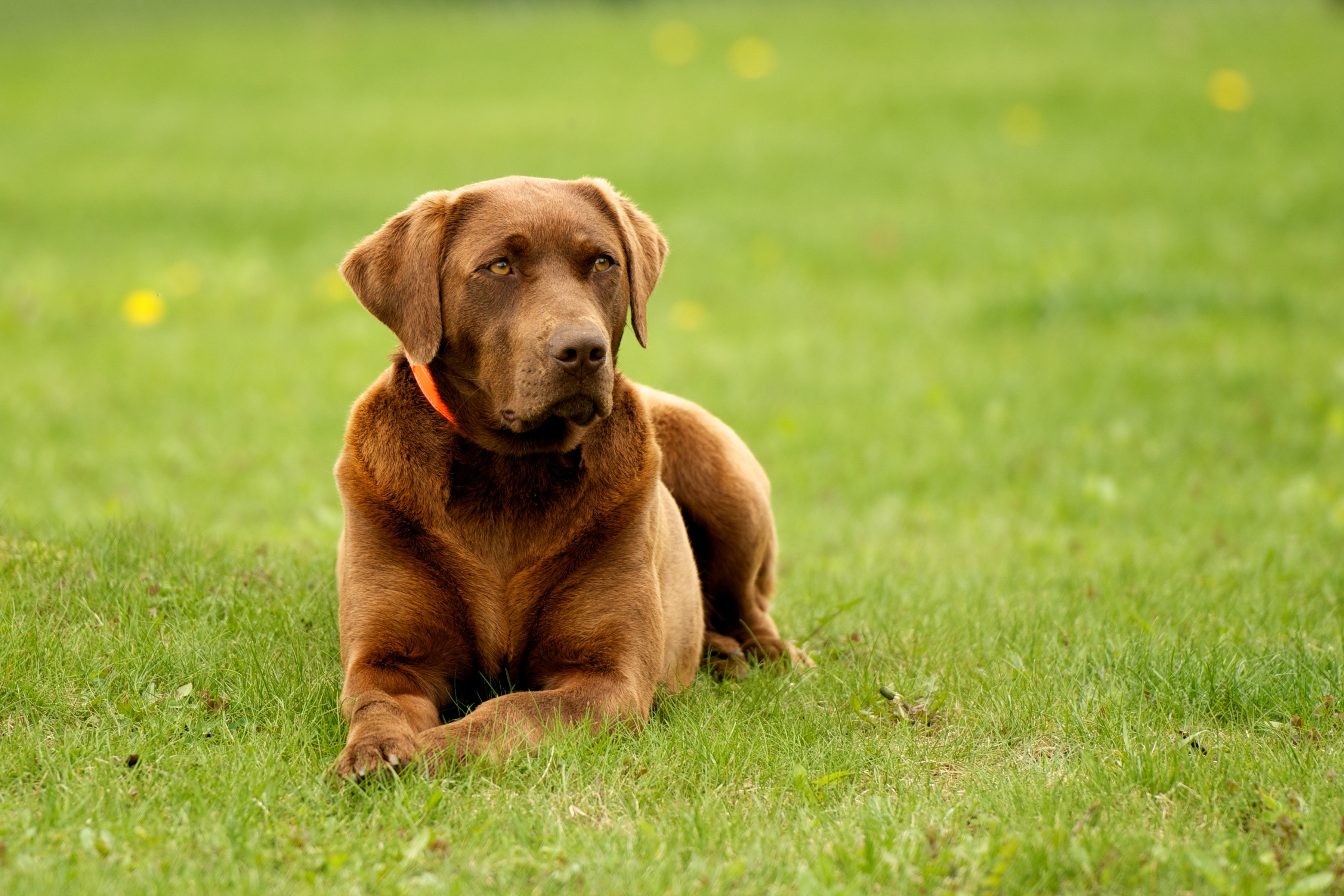 Ebern Designs Labrador Retriever Itzanami par Tammyjerry6465 - Wayfair ...