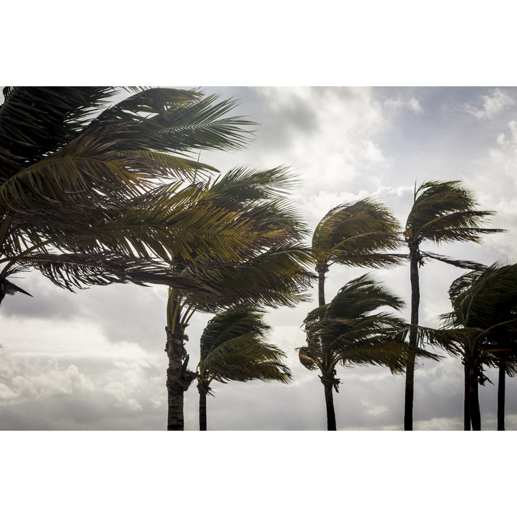 Hurricane Winds Palm Trees