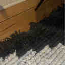 Madison Park Amanda Black & Ivory Modern Area Rug & Reviews | Wayfair