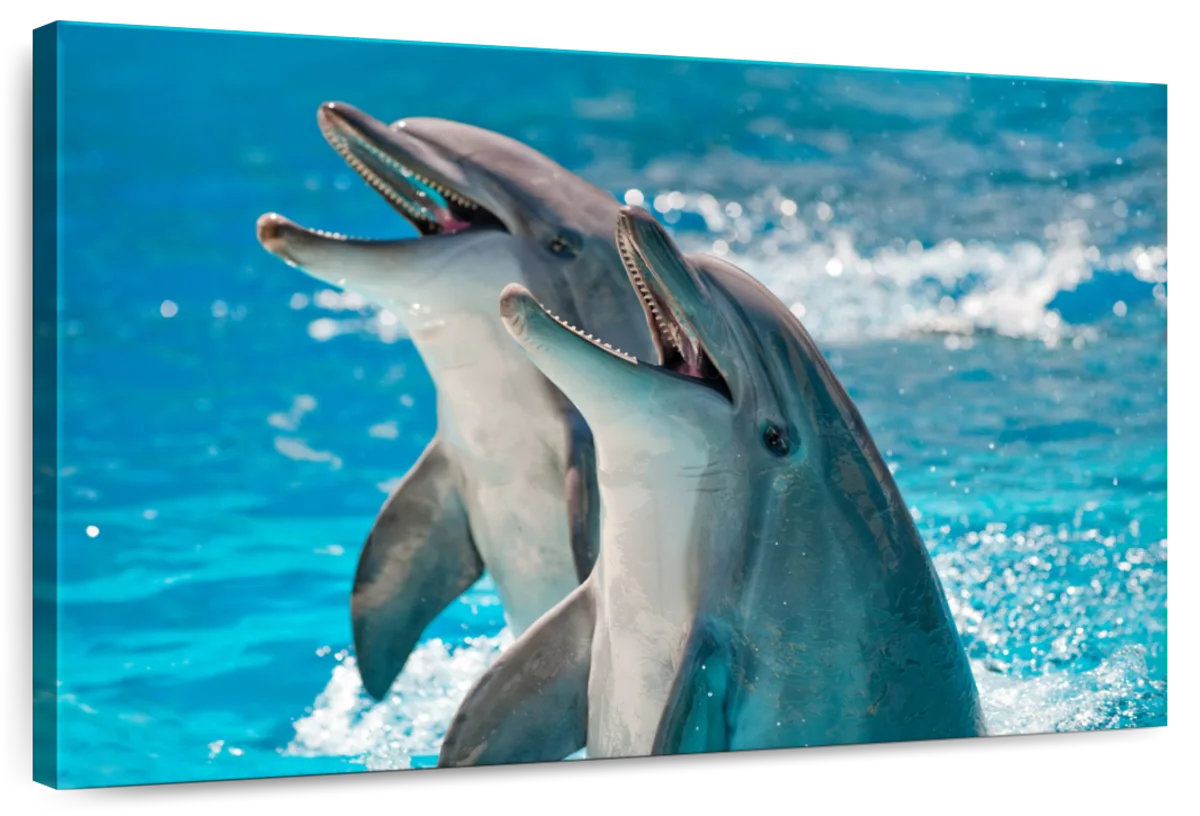Ebern Designs Excited Dolphins | Wayfair