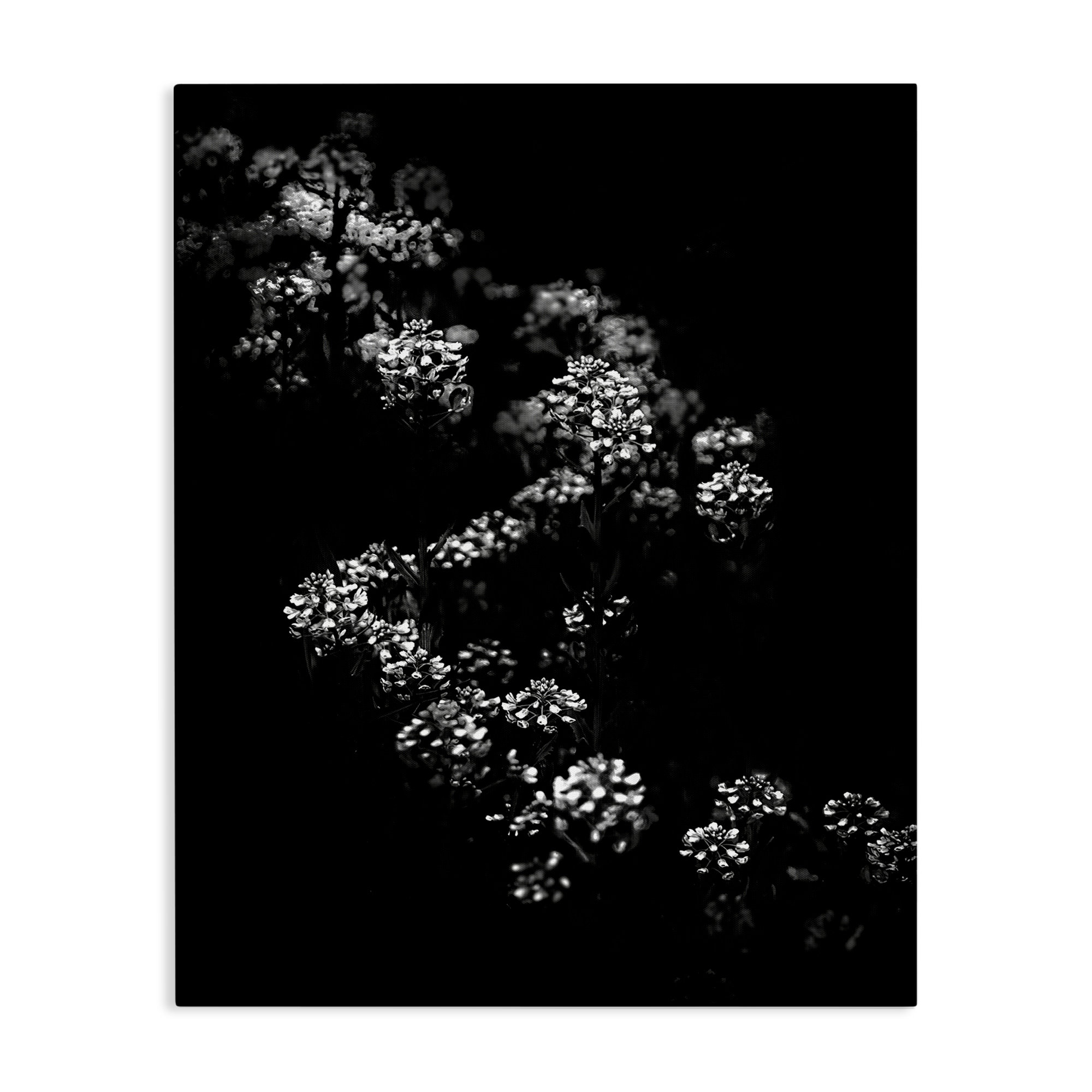 Ebern Designs Curved Blossom Line Canvas Wall Art by Brian Carson bp ...