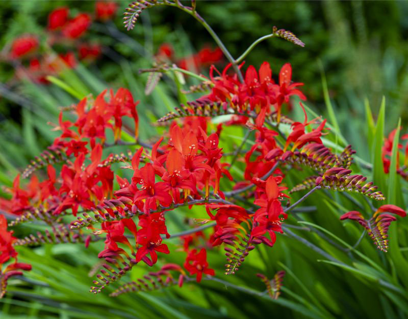 Terra Ceia Farms Butterfly Magnet Crocosmia Lucifer | Wayfair
