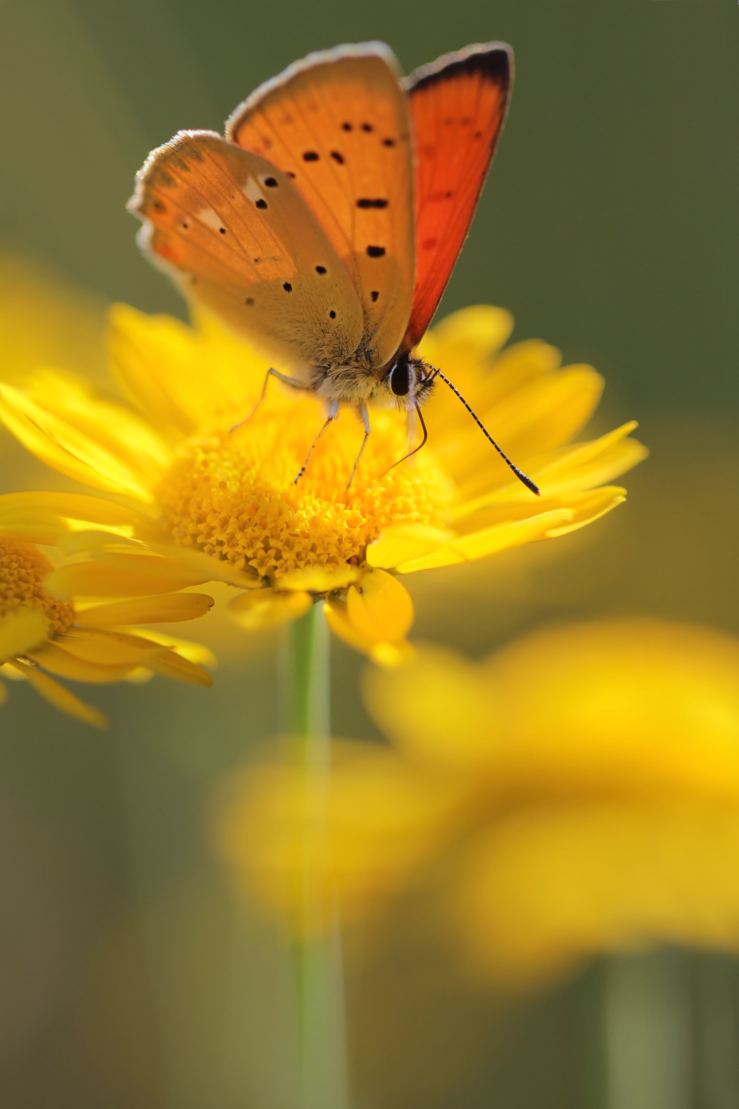 Hokku Designs Emaje Red Butterfly by Markmirror | Wayfair